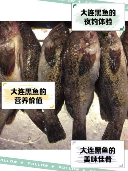 海黑鱼的营养价值_海黑鱼的功效与作用-第3张图片-山城妙识 海黑鱼的营养价值_海黑鱼的功效与作用-第3张图片-山城妙识