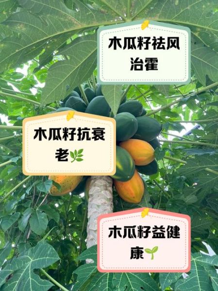 木瓜的籽能吃吗_木瓜籽的功效与禁忌-第1张图片-山城妙识 木瓜的籽能吃吗_木瓜籽的功效与禁忌-第1张图片-山城妙识