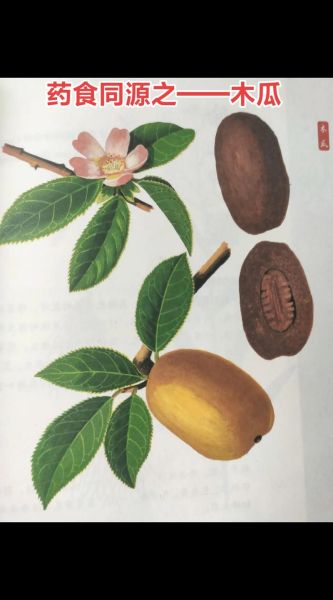 木瓜的籽能吃吗_木瓜籽的功效与禁忌-第3张图片-山城妙识 木瓜的籽能吃吗_木瓜籽的功效与禁忌-第3张图片-山城妙识