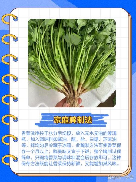 香菜咸菜怎么腌制_香菜咸菜腌制方法大全-第1张图片-山城妙识 香菜咸菜怎么腌制_香菜咸菜腌制方法大全-第1张图片-山城妙识