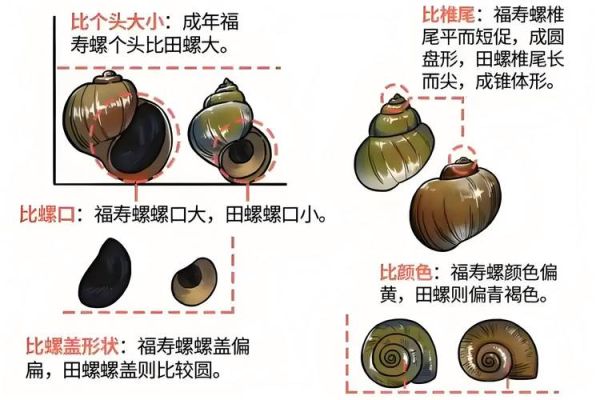 哪些螺不能吃_有毒螺类识别方法-第2张图片-山城妙识