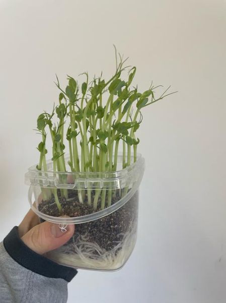 豌豆发芽了怎么种植_豌豆苗移栽方法-第3张图片-山城妙识 豌豆发芽了怎么种植_豌豆苗移栽方法-第3张图片-山城妙识