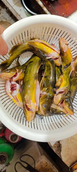 小黄鱼刺多吗_适合宝宝吃吗-第2张图片-山城妙识