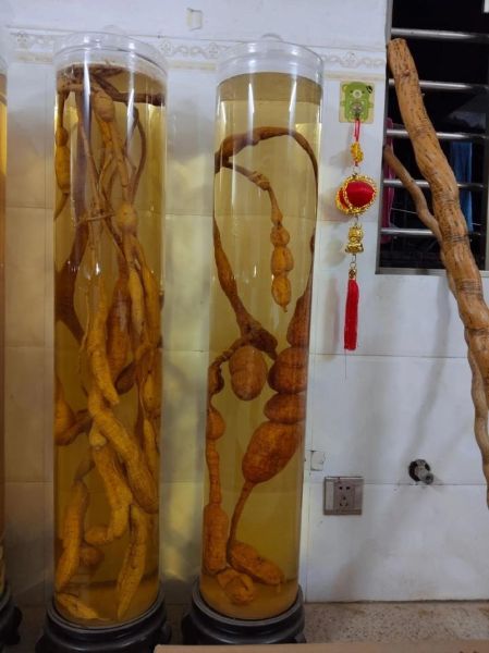 牛大力泡酒配方_牛大力泡酒比例是多少-第3张图片-山城妙识