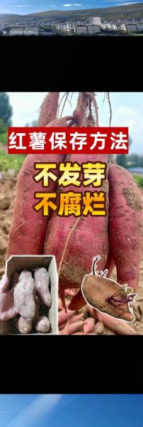 红苕怎么保存不发芽_红苕发芽了还能吃吗-第1张图片-山城妙识 红苕怎么保存不发芽_红苕发芽了还能吃吗-第1张图片-山城妙识