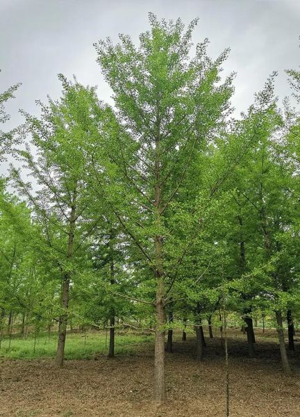 银杏树价格表_银杏树多少钱一棵-第2张图片-山城妙识 银杏树价格表_银杏树多少钱一棵-第2张图片-山城妙识