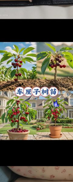 未来最好的大樱桃品种有哪些_如何挑选高产又抗裂果的树苗-第3张图片-山城妙识 未来最好的大樱桃品种有哪些_如何挑选高产又抗裂果的树苗-第3张图片-山城妙识