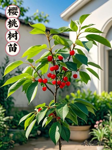 未来最好的大樱桃品种有哪些_如何挑选高产又抗裂果的树苗-第2张图片-山城妙识 未来最好的大樱桃品种有哪些_如何挑选高产又抗裂果的树苗-第2张图片-山城妙识