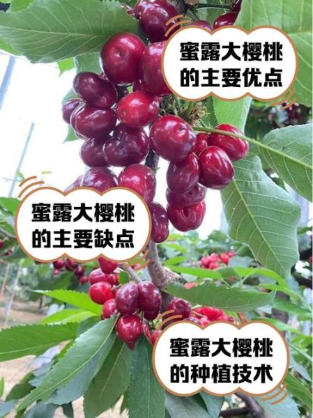 未来最好的大樱桃品种有哪些_如何挑选高产又抗裂果的树苗-第1张图片-山城妙识 未来最好的大樱桃品种有哪些_如何挑选高产又抗裂果的树苗-第1张图片-山城妙识