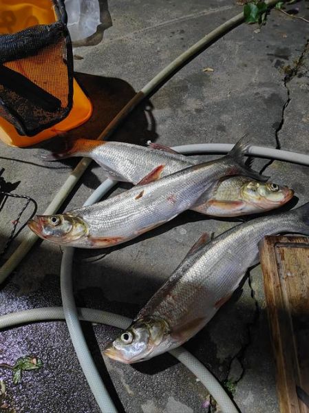 全鱼图片怎么拍_全鱼图片高清拍摄技巧-第1张图片-山城妙识 全鱼图片怎么拍_全鱼图片高清拍摄技巧-第1张图片-山城妙识