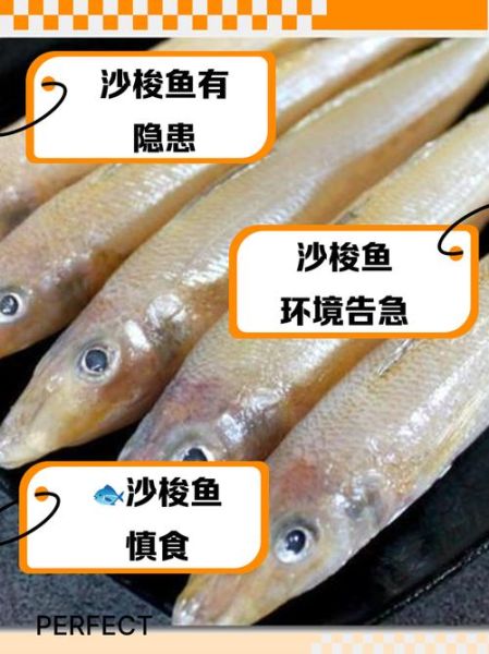 沙梭鱼图片怎么拍_沙梭鱼长什么样-第3张图片-山城妙识 沙梭鱼图片怎么拍_沙梭鱼长什么样-第3张图片-山城妙识