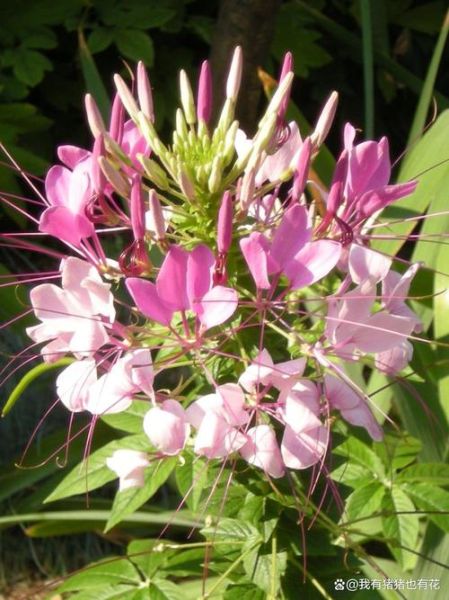 醉蝶花怎么养_醉蝶花什么时候开花-第2张图片-山城妙识 醉蝶花怎么养_醉蝶花什么时候开花-第2张图片-山城妙识