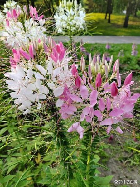 醉蝶花怎么养_醉蝶花什么时候开花-第1张图片-山城妙识 醉蝶花怎么养_醉蝶花什么时候开花-第1张图片-山城妙识