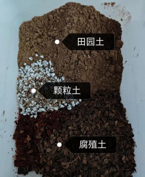 腊梅种子怎么种_腊梅种子多久发芽-第3张图片-山城妙识 腊梅种子怎么种_腊梅种子多久发芽-第3张图片-山城妙识