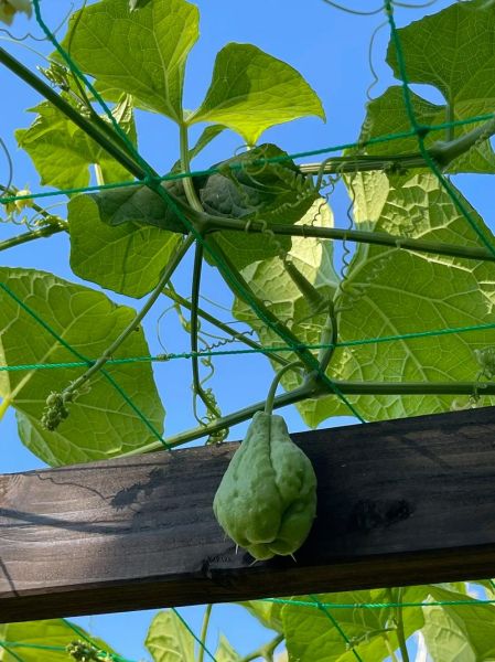 佛手瓜图片怎么拍好看_佛手瓜高清图片哪里找-第2张图片-山城妙识