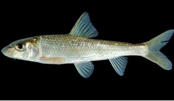 鲫花鱼图片_鲫花鱼是什么鱼-第1张图片-山城妙识 鲫花鱼图片_鲫花鱼是什么鱼-第1张图片-山城妙识