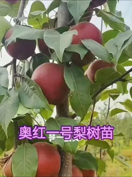 红梨树长什么样_红梨树图片怎么识别-第3张图片-山城妙识 红梨树长什么样_红梨树图片怎么识别-第3张图片-山城妙识