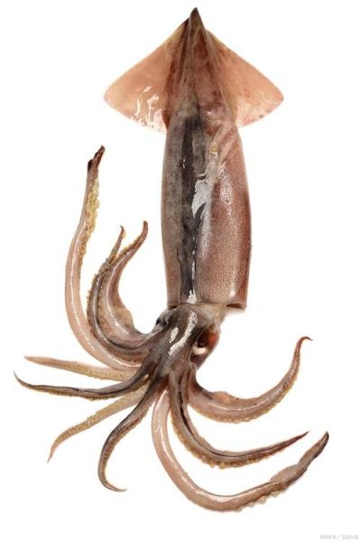 乌贼高清图片哪里找_乌贼高清图片怎么拍-第1张图片-山城妙识