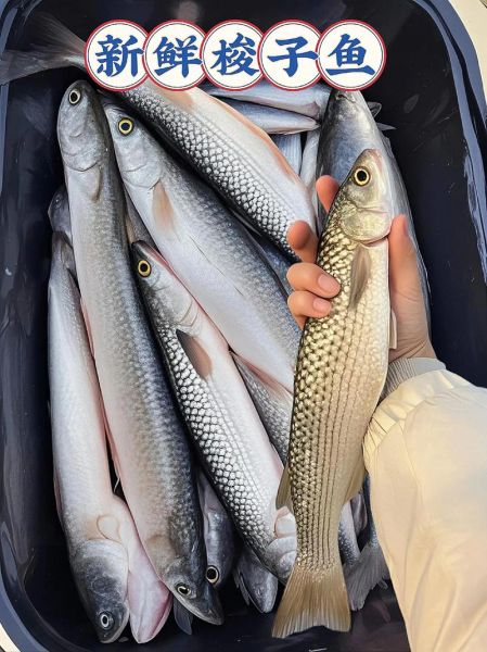 梭鱼长什么样子_梭鱼有毒吗-第1张图片-山城妙识