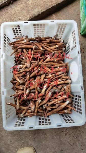 鸡枞菌多少钱一斤_鸡枞菌怎么保存-第1张图片-山城妙识 鸡枞菌多少钱一斤_鸡枞菌怎么保存-第1张图片-山城妙识