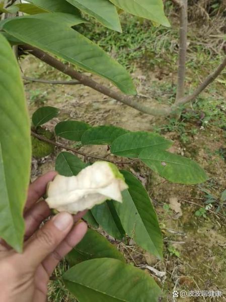 番荔枝多少钱一斤_番荔枝为什么贵-第3张图片-山城妙识 番荔枝多少钱一斤_番荔枝为什么贵-第3张图片-山城妙识