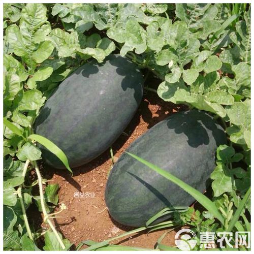 黑美人西瓜产地在哪里_黑美人西瓜哪里最正宗-第1张图片-山城妙识