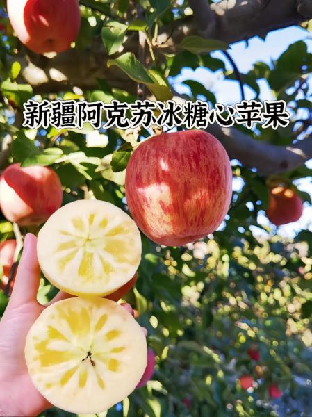 阿克苏苹果多少钱一斤_2024年最新行情-第1张图片-山城妙识 阿克苏苹果多少钱一斤_2024年最新行情-第1张图片-山城妙识