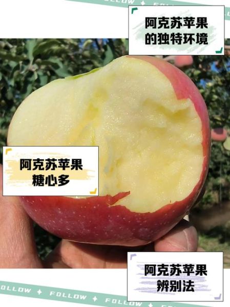 阿克苏苹果多少钱一斤_2024年最新行情-第2张图片-山城妙识 阿克苏苹果多少钱一斤_2024年最新行情-第2张图片-山城妙识