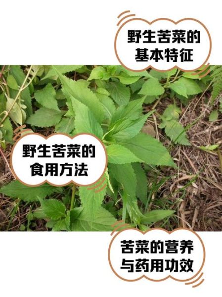 苦芥菜的功效与作用_苦芥菜怎么吃最营养-第2张图片-山城妙识