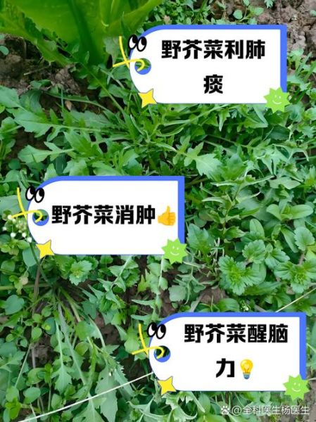 苦芥菜的功效与作用_苦芥菜怎么吃最营养-第3张图片-山城妙识