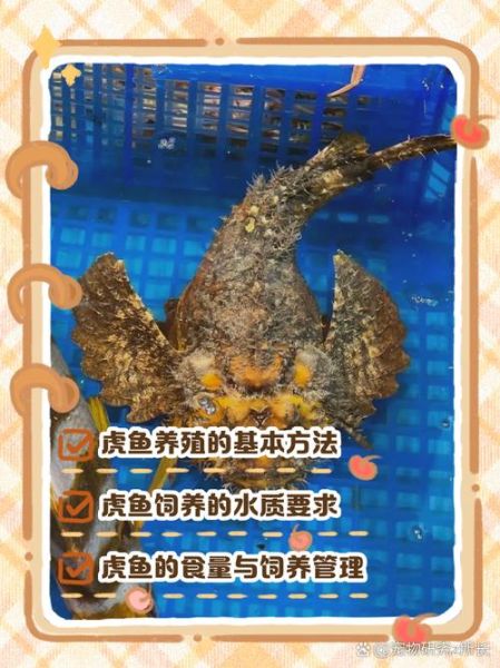 老虎鱼有毒吗_老虎鱼怎么处理才安全-第1张图片-山城妙识 老虎鱼有毒吗_老虎鱼怎么处理才安全-第1张图片-山城妙识