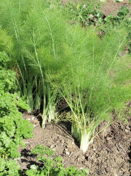 茴香长什么样_茴香图片大全怎么找-第1张图片-山城妙识