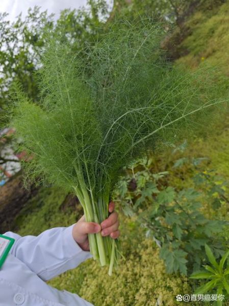 茴香长什么样_茴香图片大全怎么找-第3张图片-山城妙识