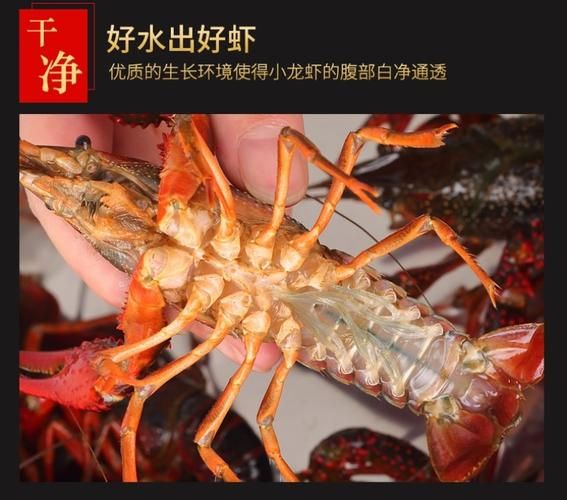 潜江小龙虾价格行情_多少钱一斤-第2张图片-山城妙识