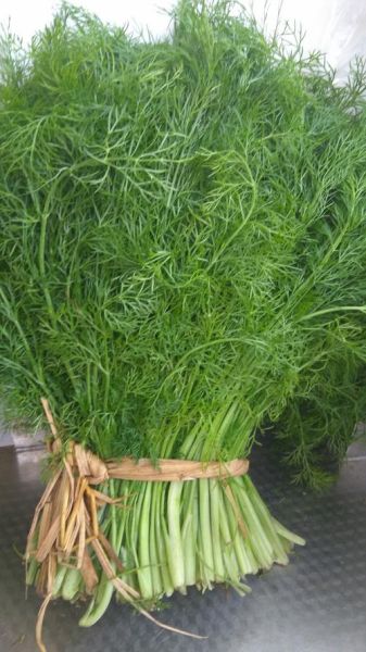 茴香长什么样_茴香图片大全怎么找-第2张图片-山城妙识