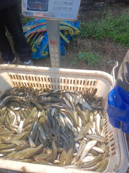 草鱼苗多少钱一斤_草鱼苗价格行情-第1张图片-山城妙识