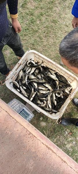 草鱼苗多少钱一斤_草鱼苗价格行情-第2张图片-山城妙识