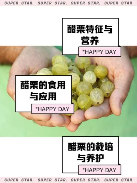 醋栗的功效与作用_醋栗怎么吃最好-第1张图片-山城妙识