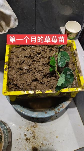 草莓怎么种_草莓种植技巧-第2张图片-山城妙识