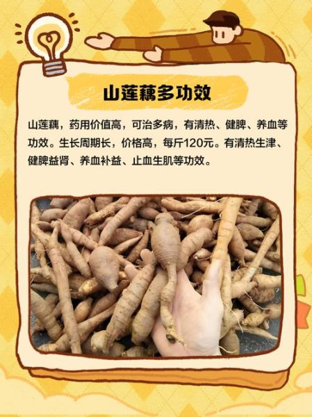 山莲藕图片_如何辨别真假山莲藕-第2张图片-山城妙识