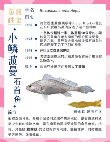 黄唇鱼鳔多少钱一斤_黄唇鱼鳔有什么功效-第1张图片-山城妙识