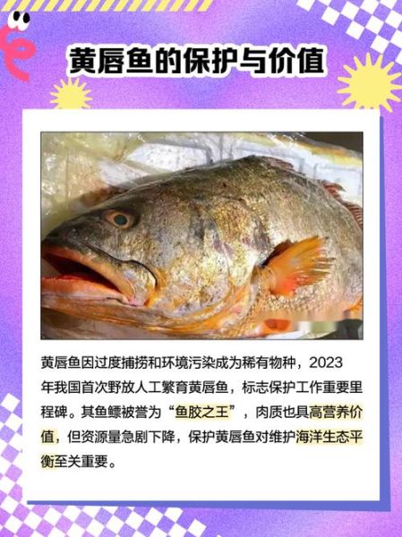 黄唇鱼鳔多少钱一斤_黄唇鱼鳔有什么功效-第3张图片-山城妙识