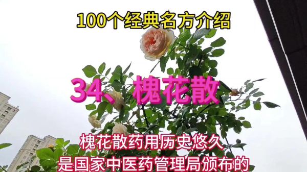 槐花散的功效与作用_槐花散适合什么人吃-第2张图片-山城妙识