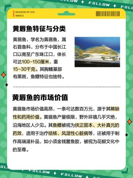 黄唇鱼鳔多少钱一斤_黄唇鱼鳔有什么功效-第2张图片-山城妙识