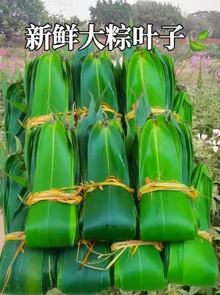 粽子叶的营养价值_粽子叶的功效与作用-第2张图片-山城妙识