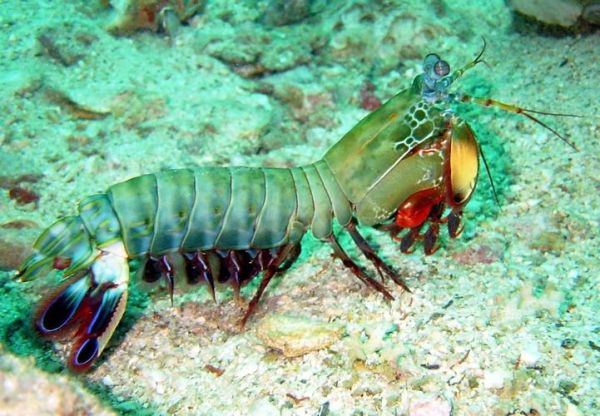 雀尾螳螂虾寿命有多长_雀尾螳螂虾能活多久-第1张图片-山城妙识