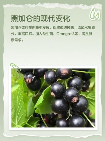 黑加仑吃多了的副作用_一天吃多少算过量-第3张图片-山城妙识