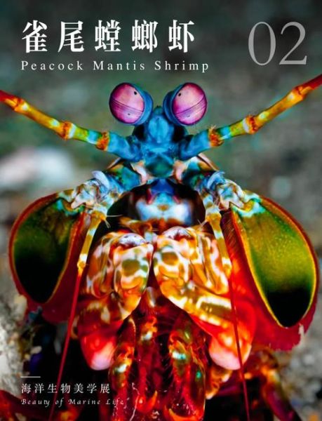 雀尾螳螂虾寿命有多长_雀尾螳螂虾能活多久-第2张图片-山城妙识