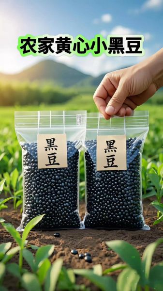 黑豆有哪些种类_黑豆和黄豆的区别-第2张图片-山城妙识