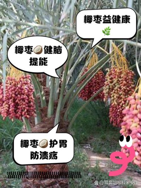 女人吃椰枣有什么好处_椰枣对女性的功效与作用-第2张图片-山城妙识 女人吃椰枣有什么好处_椰枣对女性的功效与作用-第2张图片-山城妙识